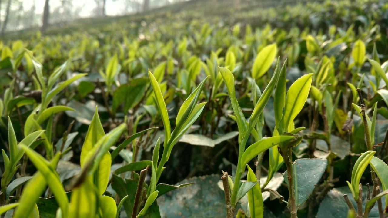 Single Origin Teas – Smith Teamaker